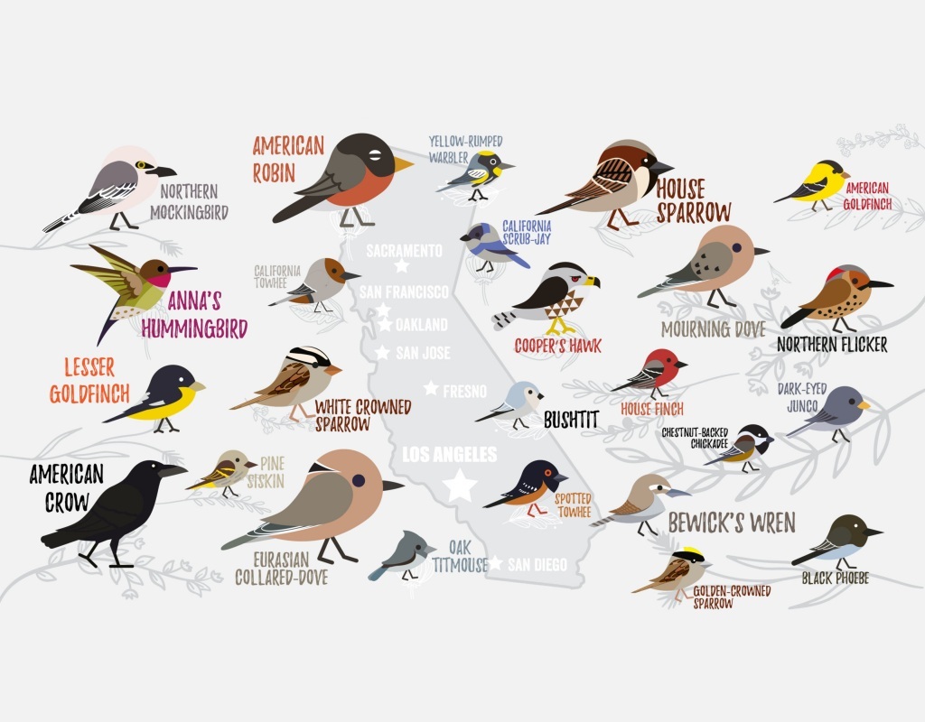 BIRDS, BIRDERS, & BIRDWATCHING: The Best Books of 2025 - Bookshop.org